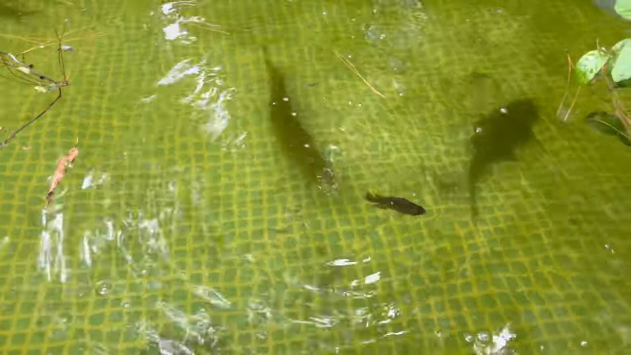 Watch what happens when they drop live fish into a predator filled pond