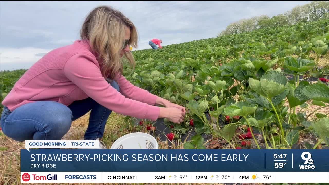 Kentucky strawberry picking season arrives early due to warm spring
