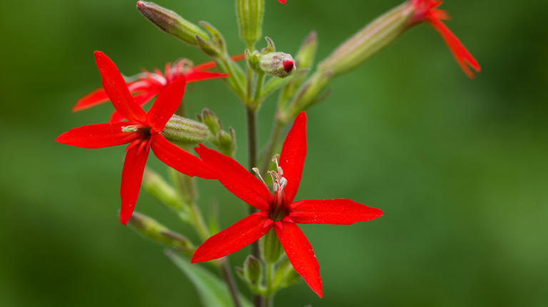 Plant these 15 flowers by your birdbath for a backyard full of birds ...
