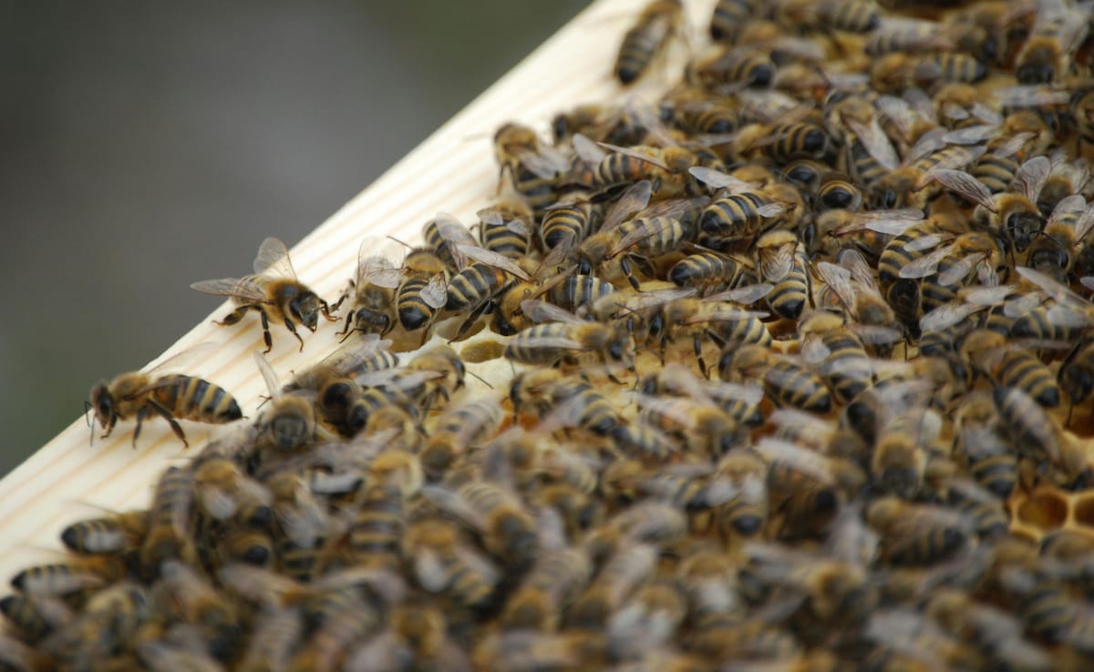 US woman jailed for deploying honeybees against police officers during ...