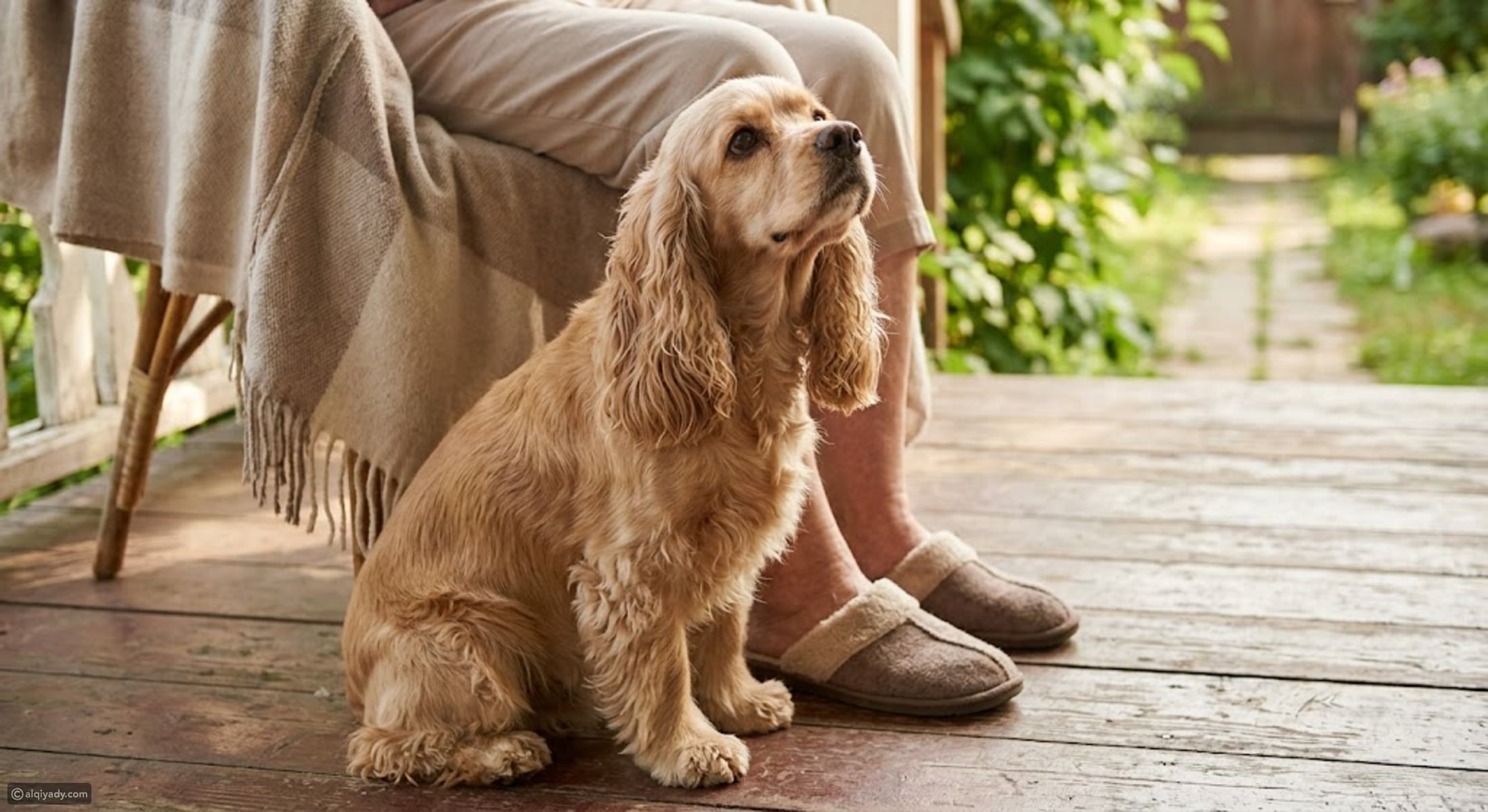 Retiring soon? These 10 dog breeds are perfect companions