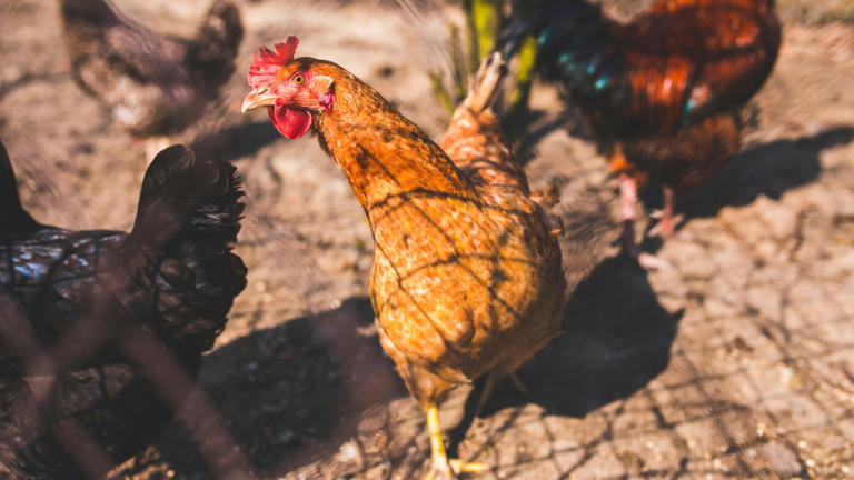 CDC links latest multistate salmonella outbreak to backyard poultry