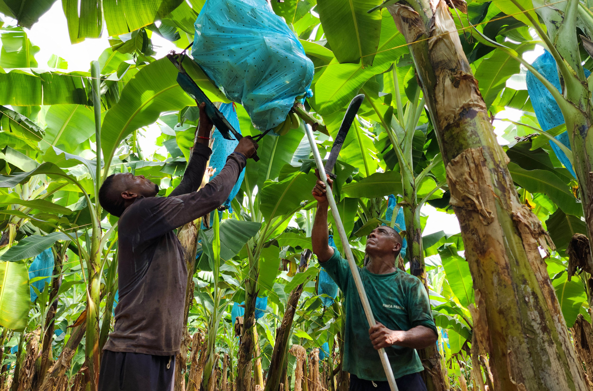 Foods that are destroying the rainforest