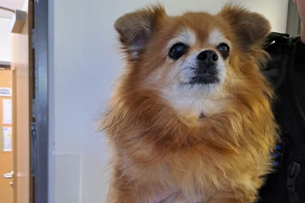 Dog found wandering by Droitwich police station as officers look to ...