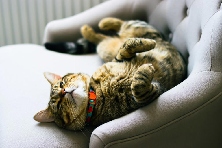 Feline behaviorist reveals 7 signs your cat feels emotionally safe at home