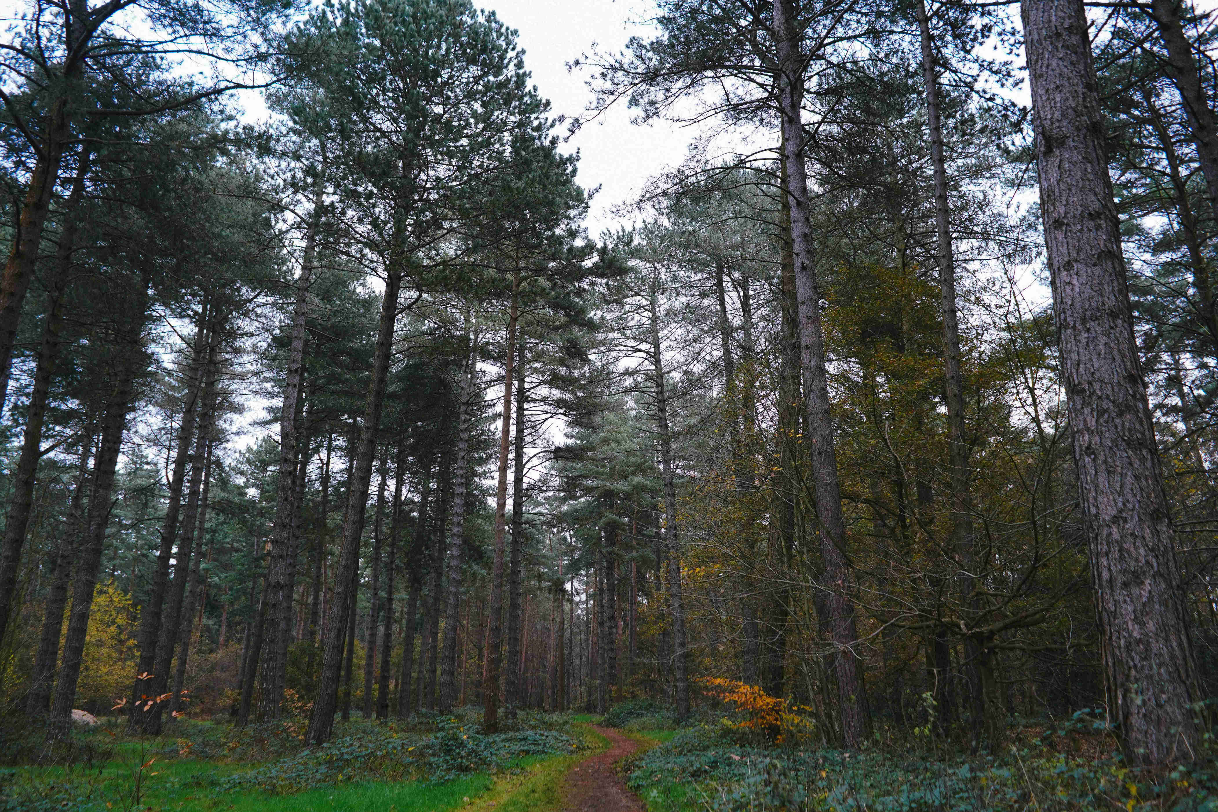 Edinburgh AI firm develops machine learning tool to accelerate woodland ...