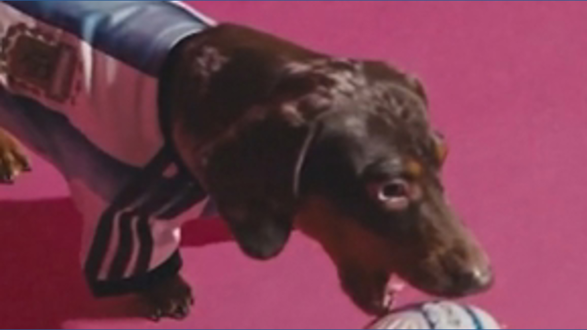 Adidas launches World Cup pet jerseys for fans’ furry companions