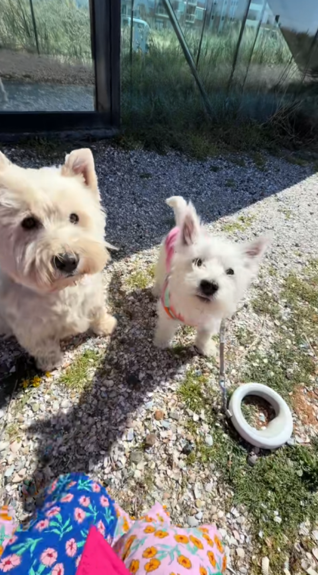 My Dog and His Buddy Best Friendship Moments