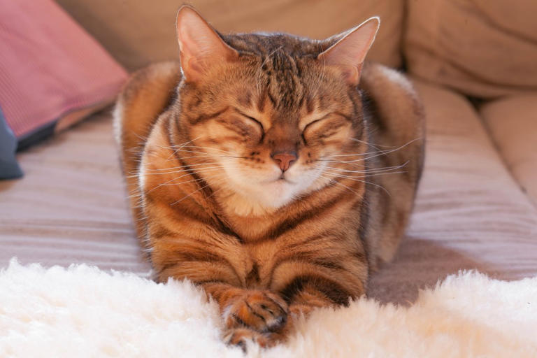 Feline behaviorist reveals 7 signs your cat feels emotionally safe at home