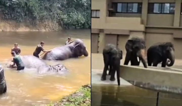 Calls to bring elephants Dara, Amoi, Kelat home get louder – Zoo ...