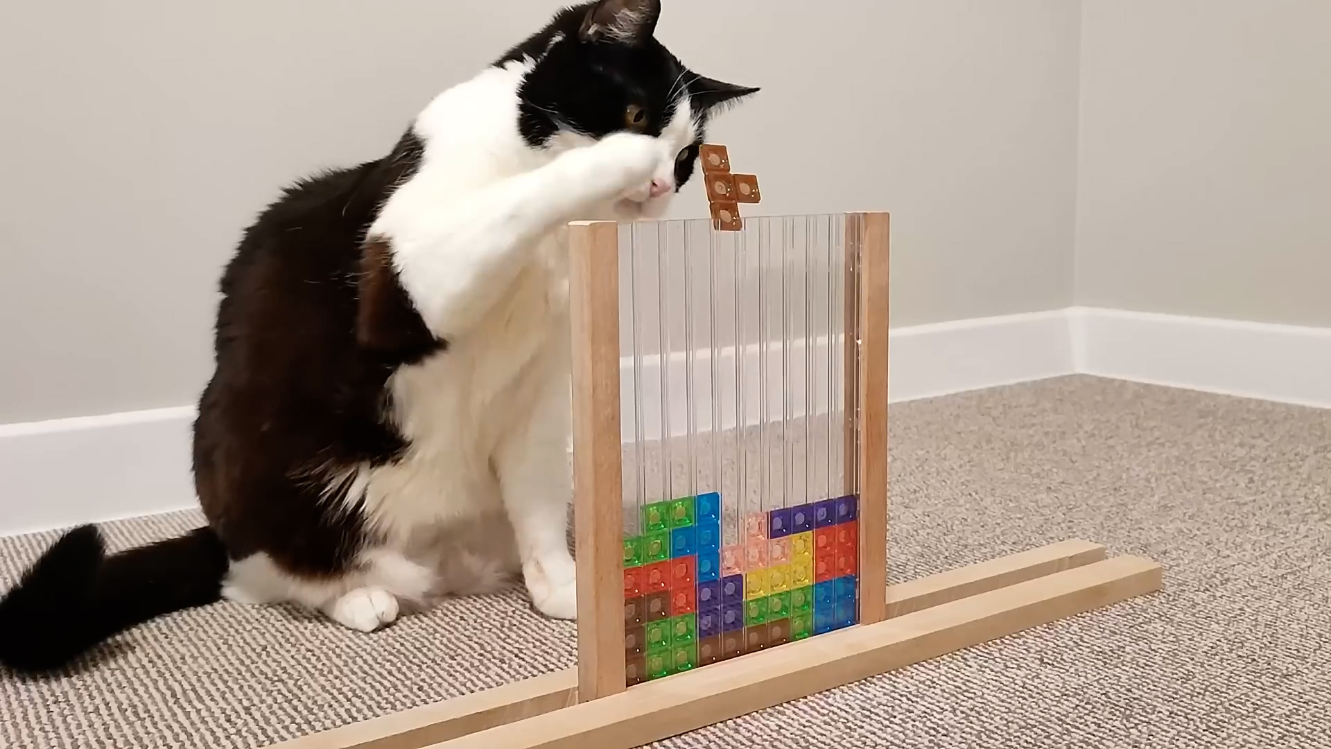 Since when did this cat learn Tetris?