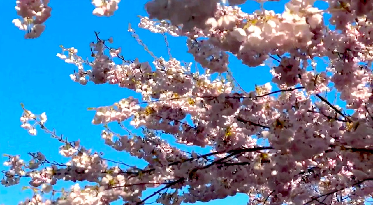 Cherry blossoms near peak bloom in High Park: What to know for this weekend