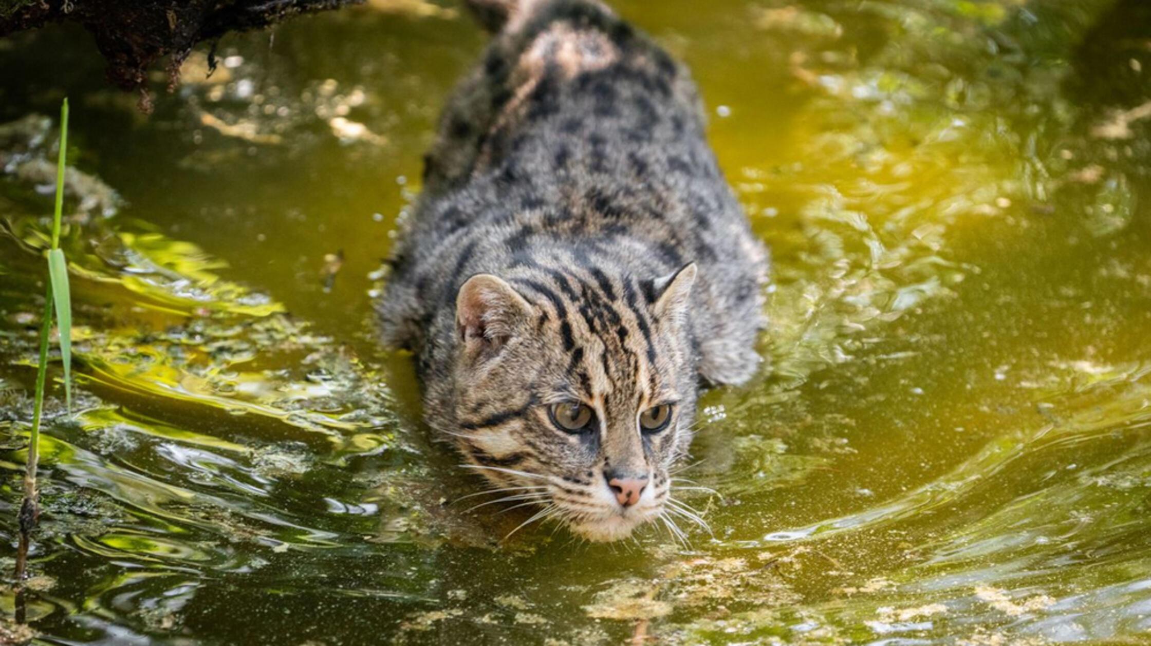 Seltener Nachwuchs im Tiergarten Nürnberg: Schwimmende Fischkatze ...