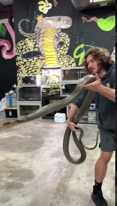Cranky king cobra!