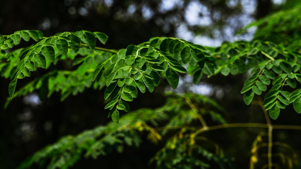 This 'miracle tree' can filter more than 98% of microplastics from tap ...