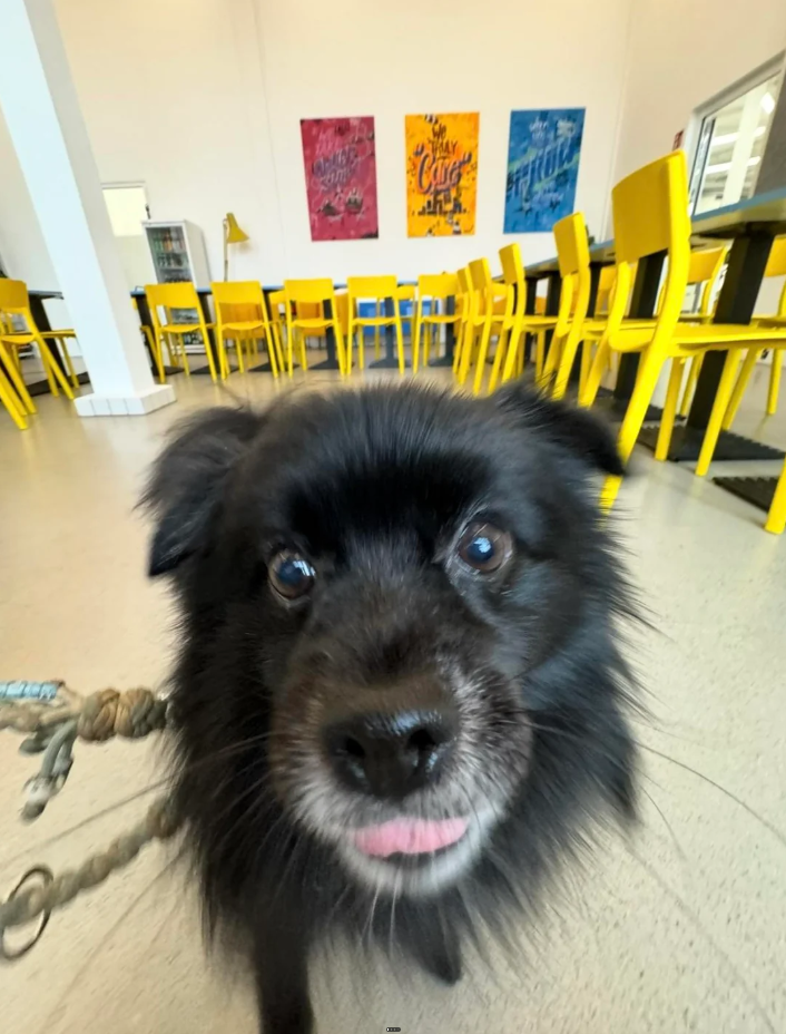 A snoot scroll of 22 boopable dog noses invading your pawrsonal space