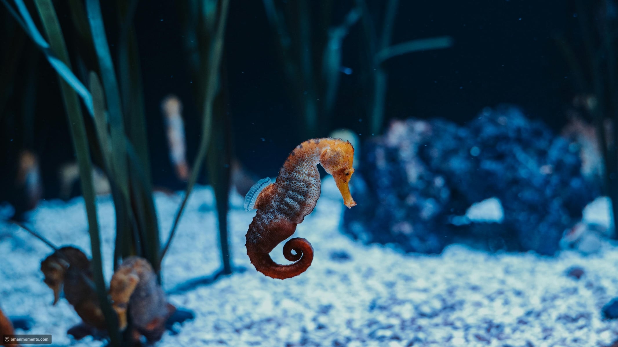 The ocean’s most incredible fish fins you need to know