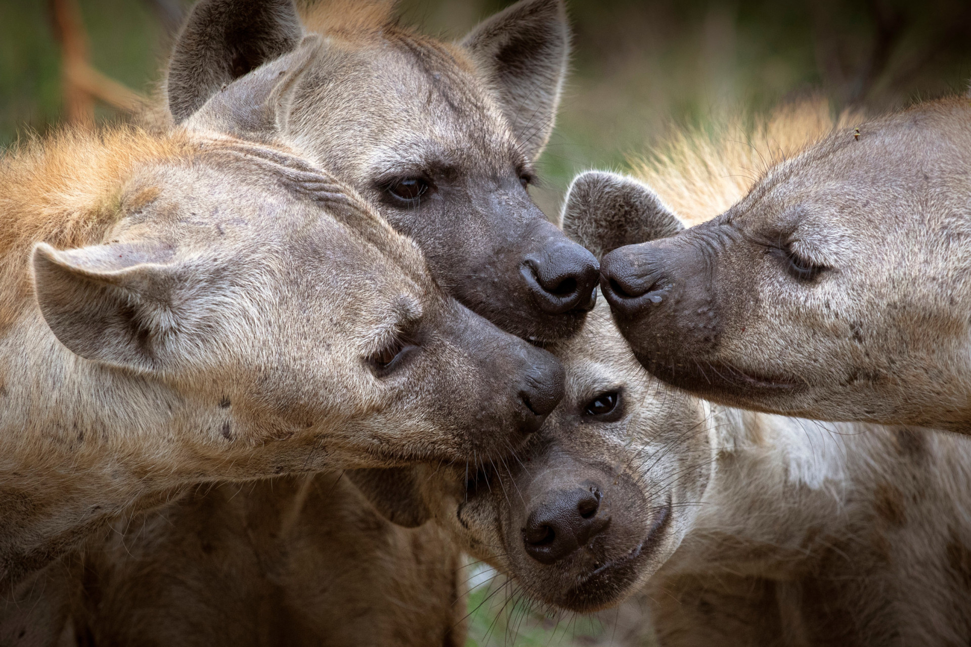 The wildly happy humor of hyenas