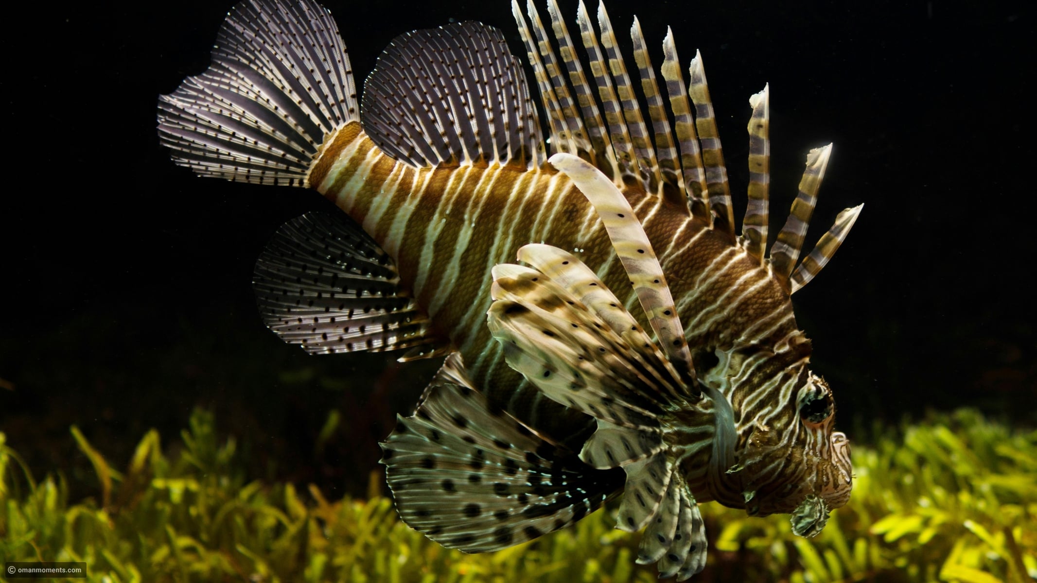 The ocean’s most incredible fish fins you need to know