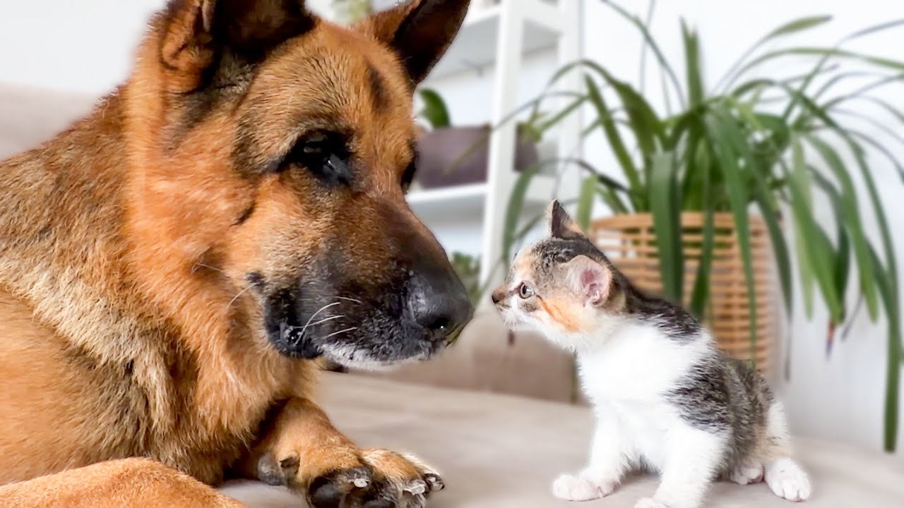 German shepherd tries to befriend a tiny kitten