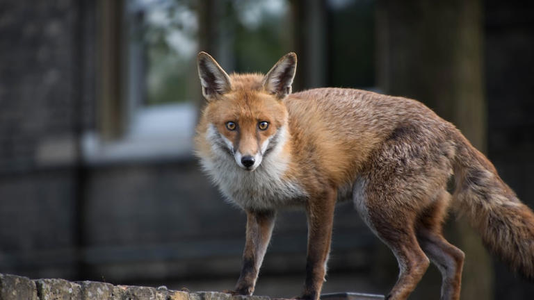 Expert on Fox Attacks in Berlin: “Behavior Fits a Misimprinting”