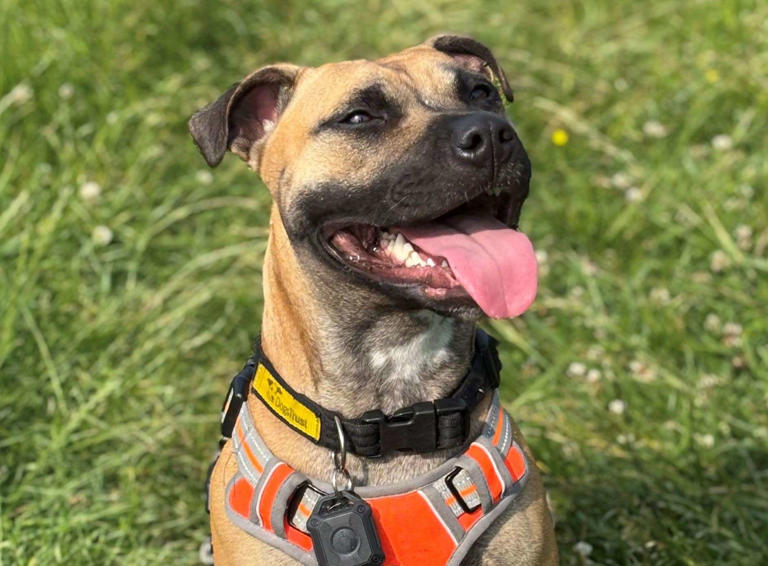 'She steals the toilet roll!' Stray Staffy taken in by Dogs Trust ...