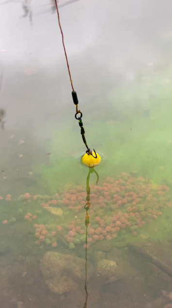 This carp rig setup is a game changer