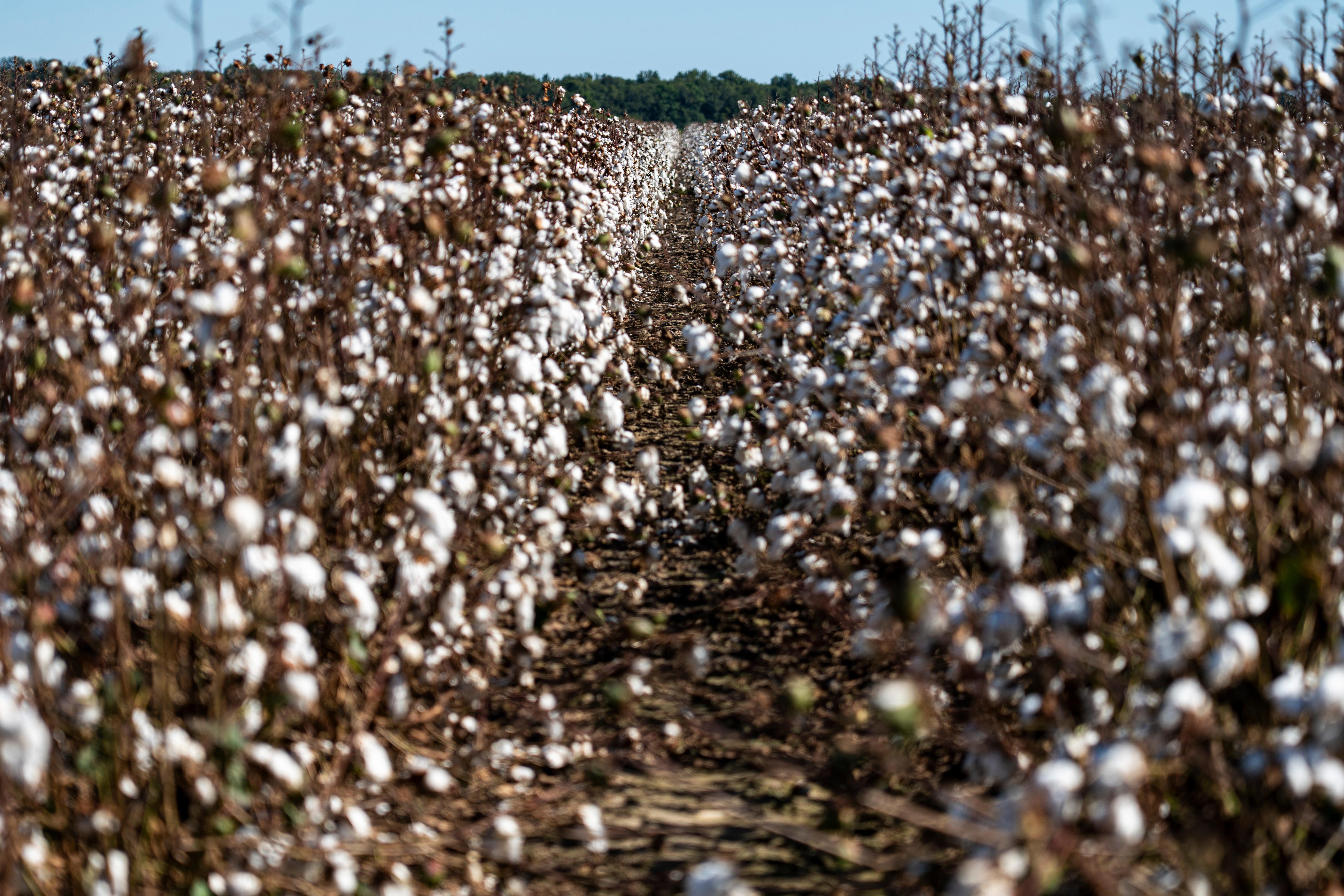 US Sen. Cindy Hyde-Smith proposes tax credits for American cotton sales