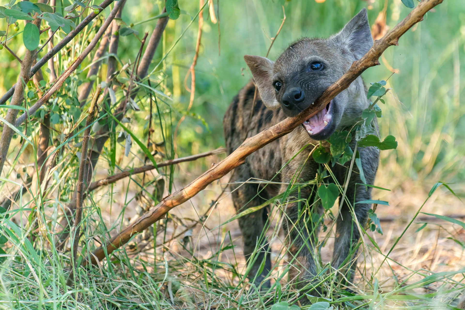 The wildly happy humor of hyenas