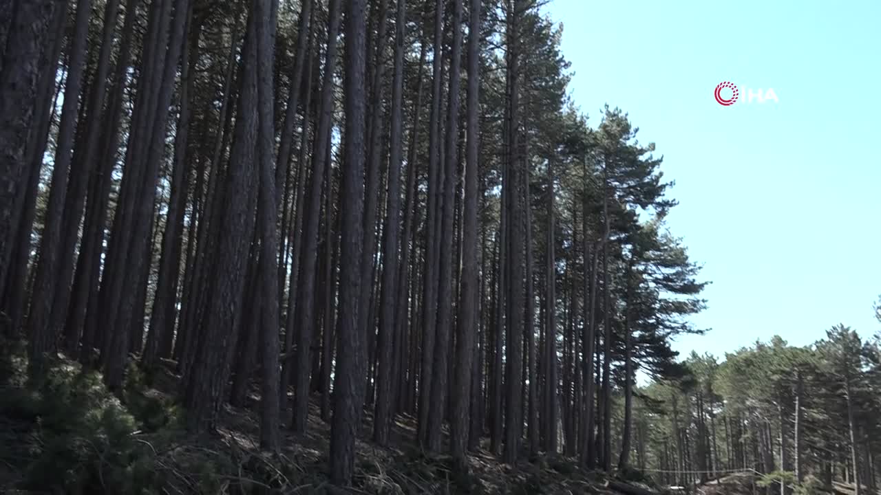 Uludağ'da inanılmaz olay... Kesilen ağaç seyir halindeki kamyonetin ...