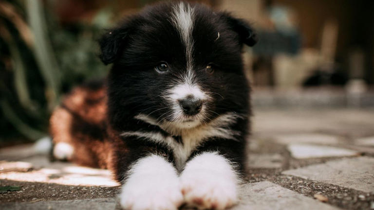The five dog breeds that scientists and vets agree act the most like humans