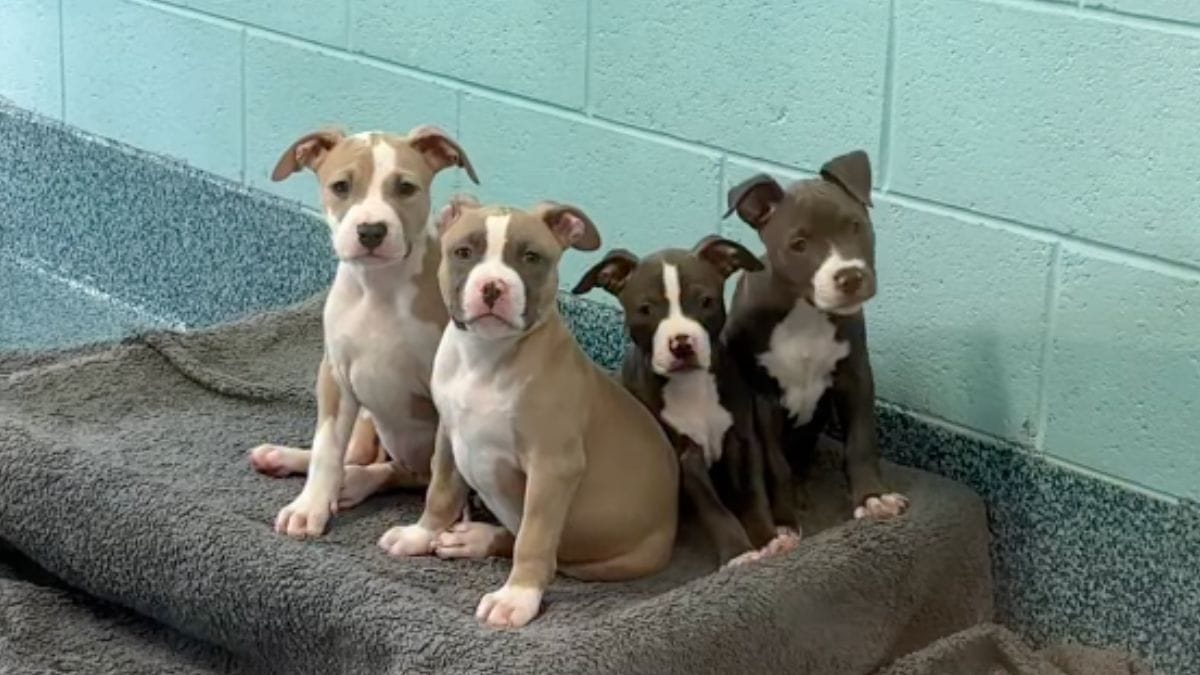 Cuatro cachorros tienen dificultades para encontrar un hogar: el ...