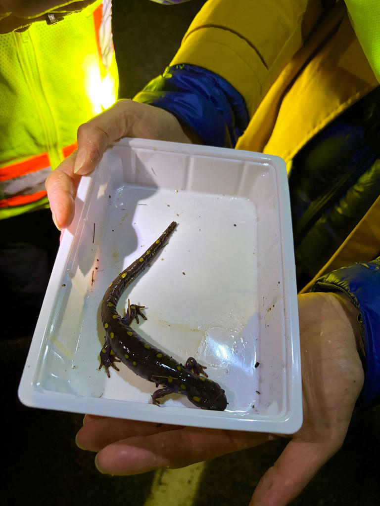 One night a year, humans command this march of frogs and salamanders