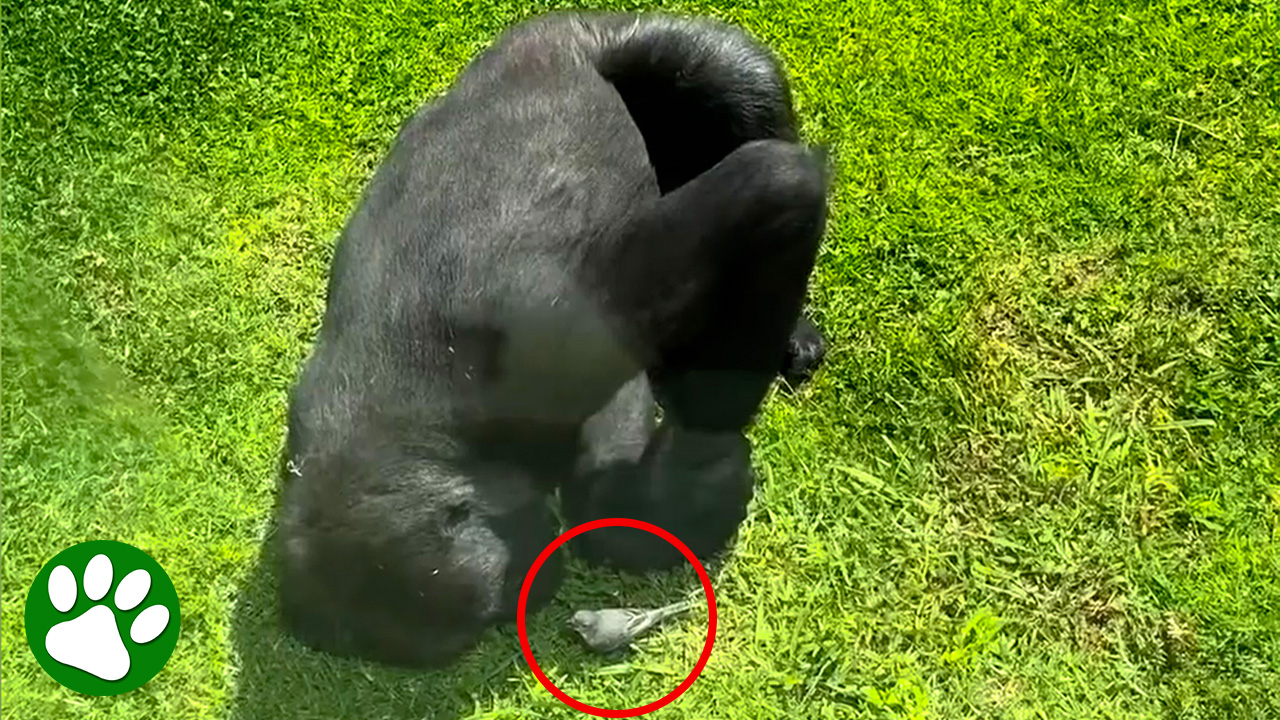 Massive gorilla shows incredible compassion to tiny bird ️