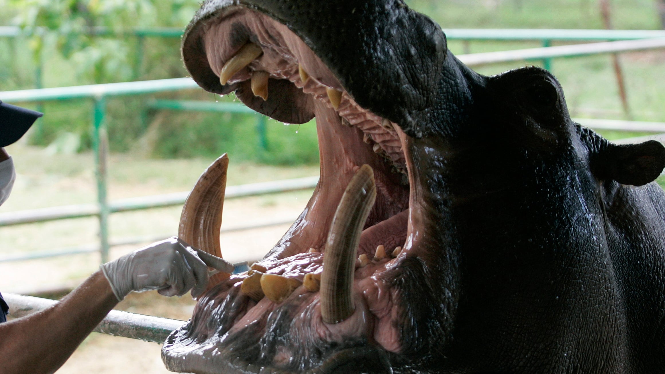 Billionaire heir tries to save Pablo Escobar’s ‘cocaine hippos’