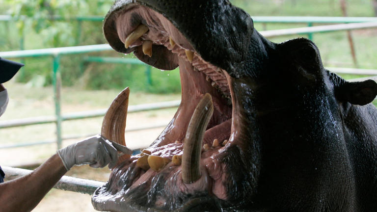 Billionaire heir tries to save Pablo Escobar’s ‘cocaine hippos’