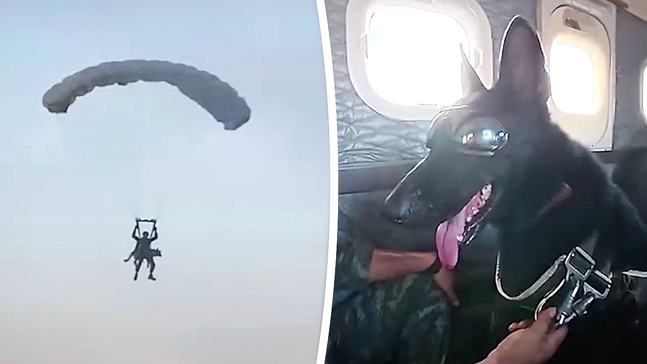 Ice-cool army dog troopers join marines as they skydive in Thailand