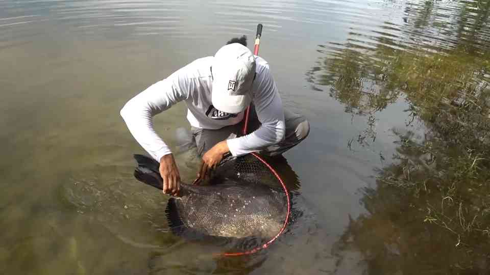 How a rare deep sea whale ended up within reach