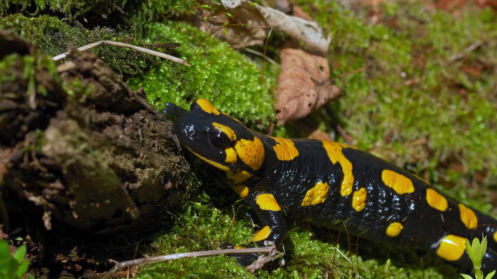 Salamandra brillante advirtiendo con su piel tóxica