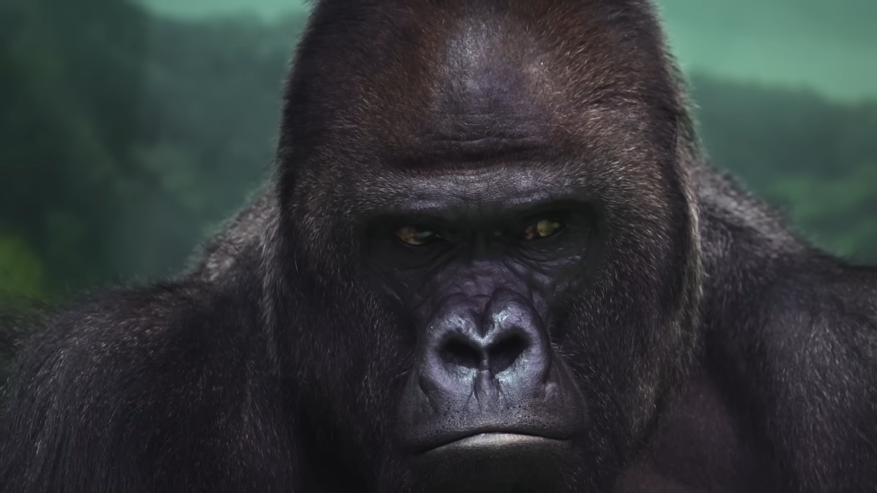 This 200kg gorilla has 10x human strength – it can break bones instantly