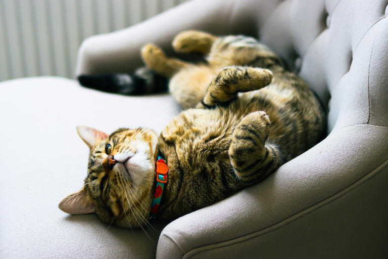 Feline behaviorist reveals 7 signs your cat feels emotionally safe at home