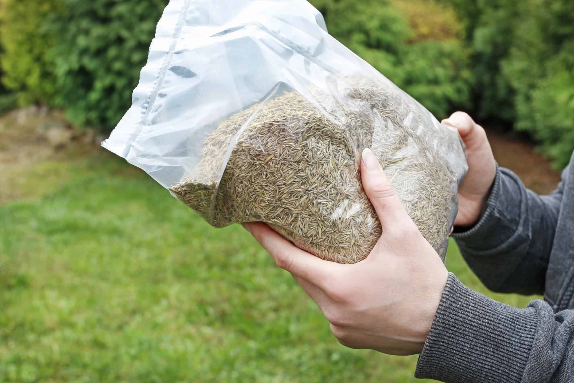 How to sow grass seed in summer heat without it drying out and dying