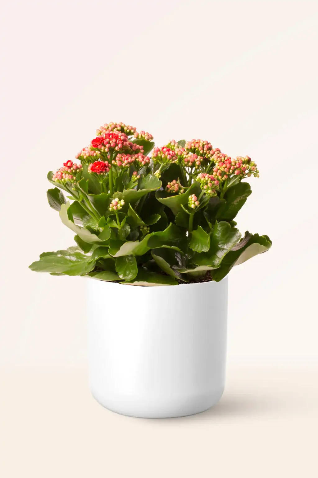 20 plantas suculentas bonitas con flor para llenar de color nuestro hogar