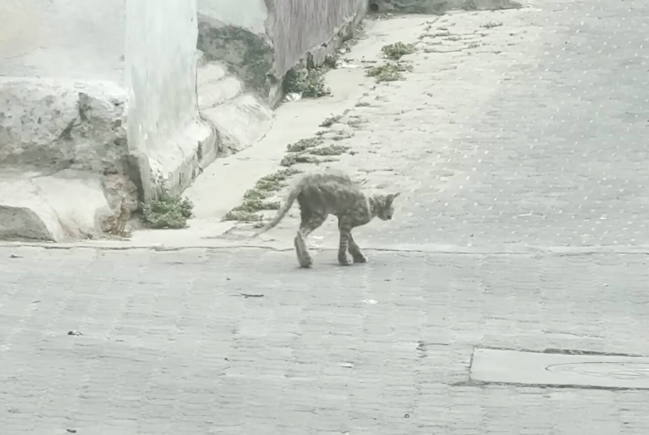 Woman rescues street cat with skin hardened into crust and watches him ...