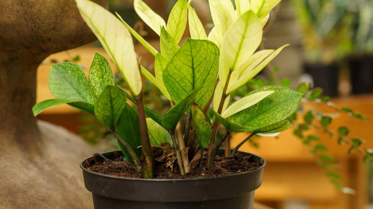 The stunning ZZ plant variety that changes colors as it gets older