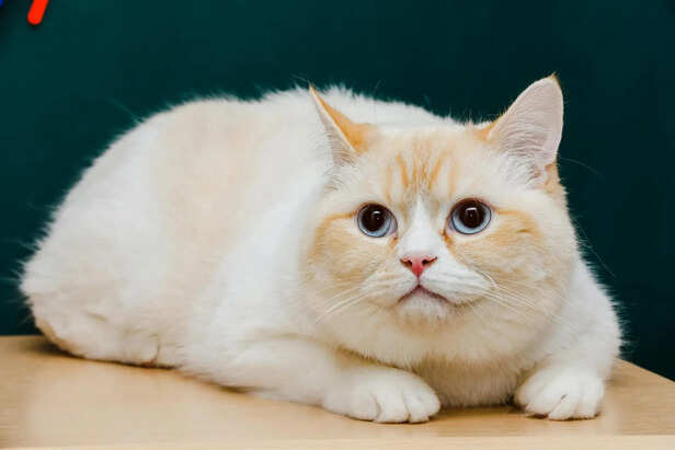 The munchkin cat: Cute or controversial