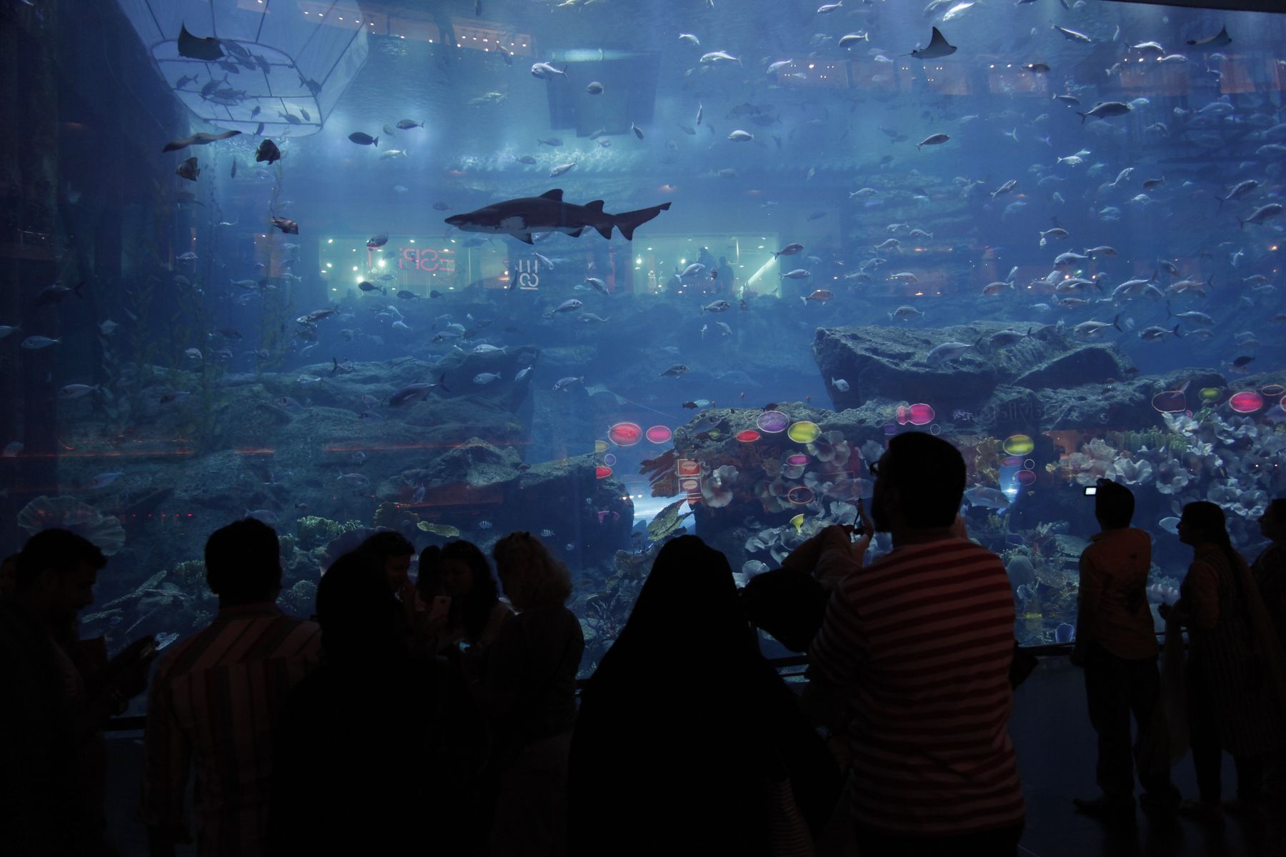 The most beautiful aquariums around the world