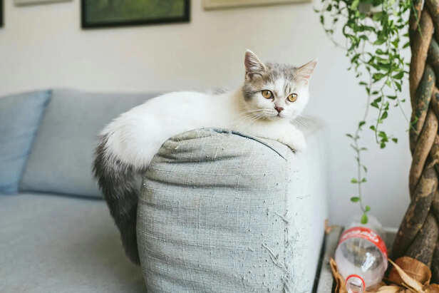 The munchkin cat: Cute or controversial