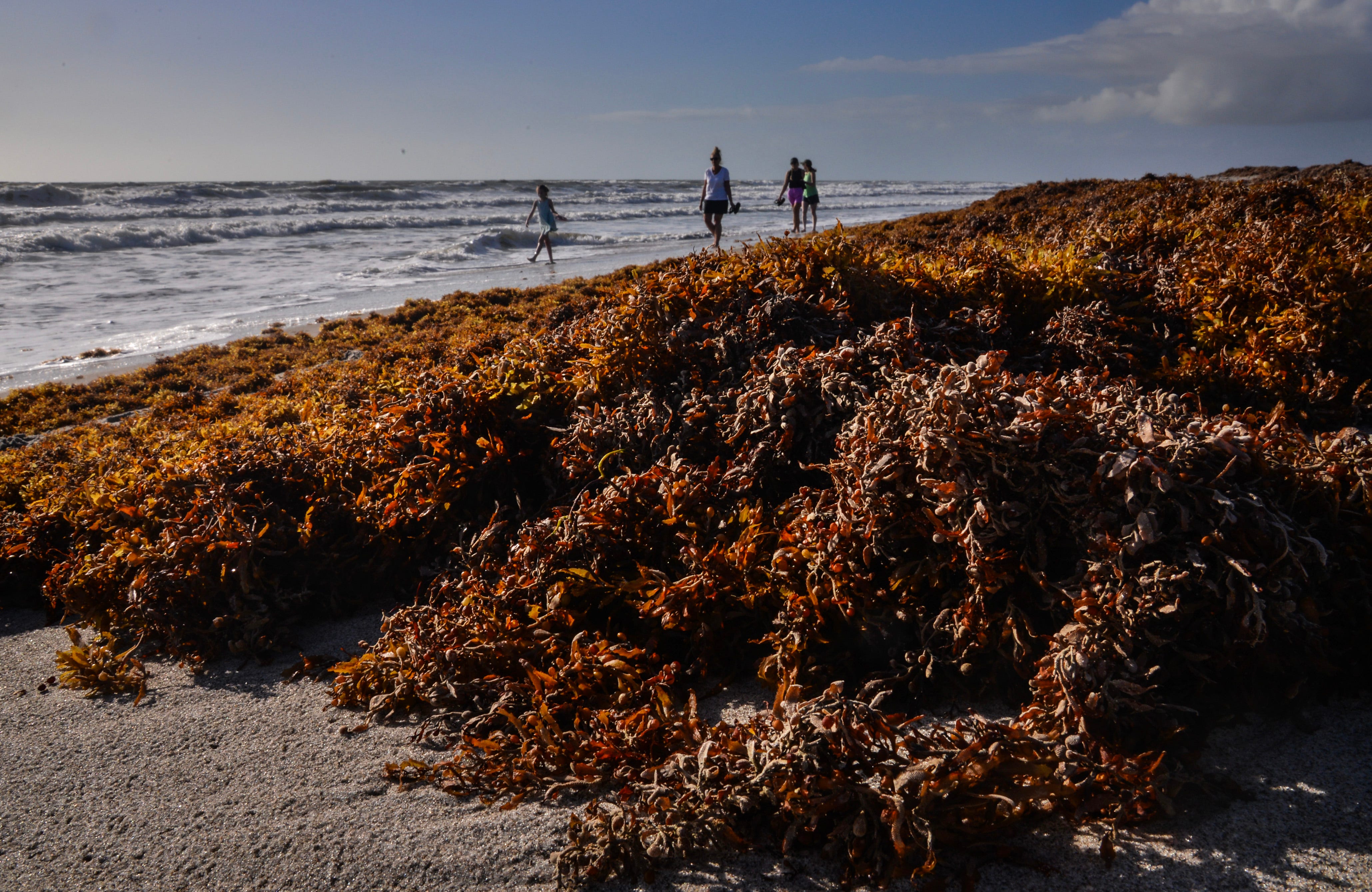 New understanding of sargassum origin may help predict where it'll go