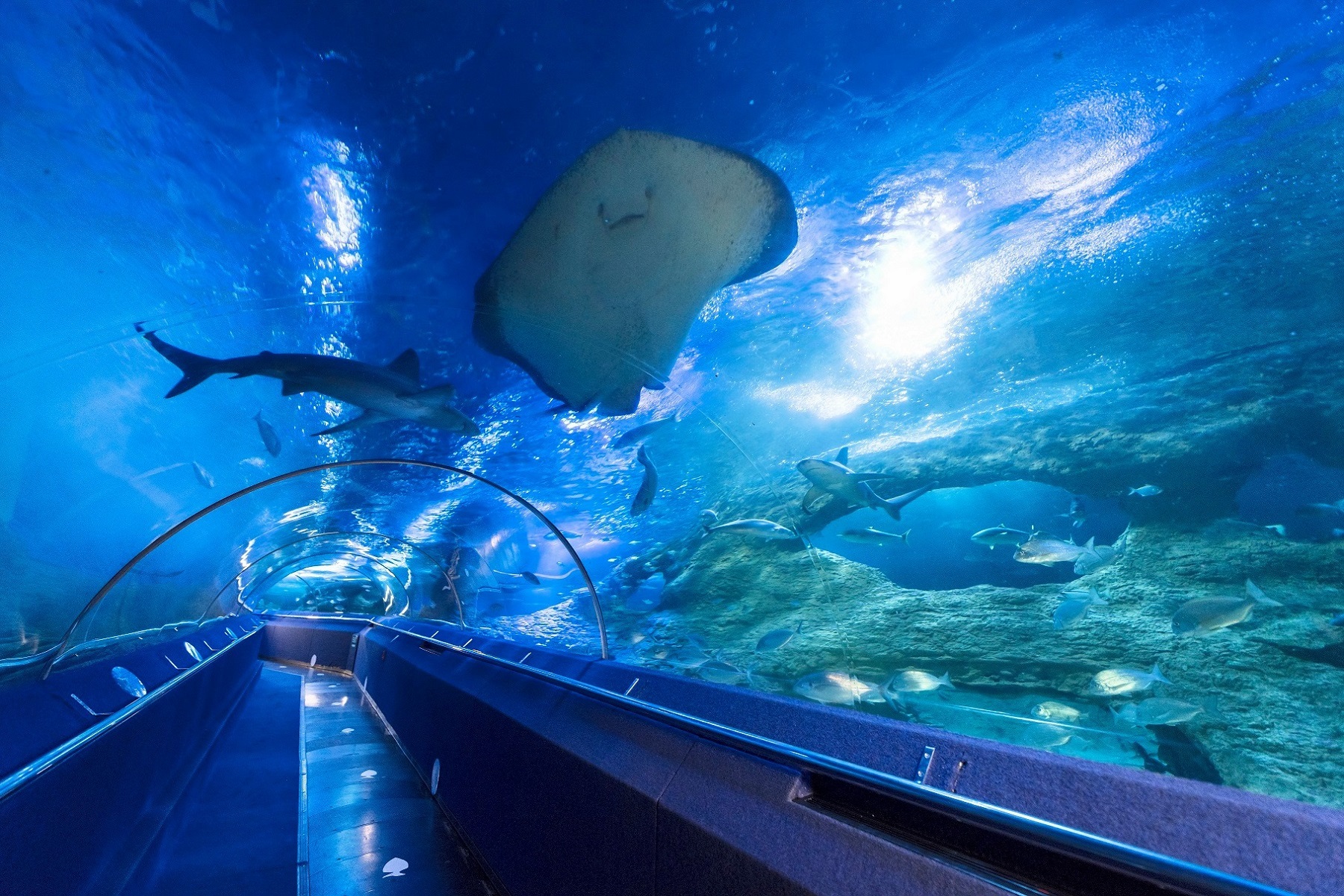 The most beautiful aquariums around the world